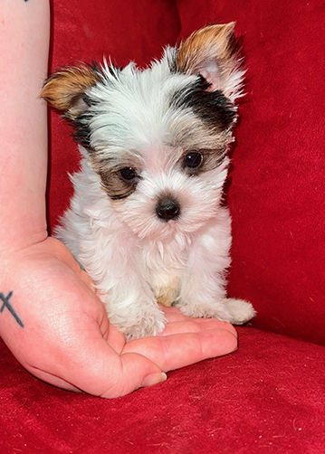 Pocket Puppies Pleasant Prairie Wisconsin - Available Puppies